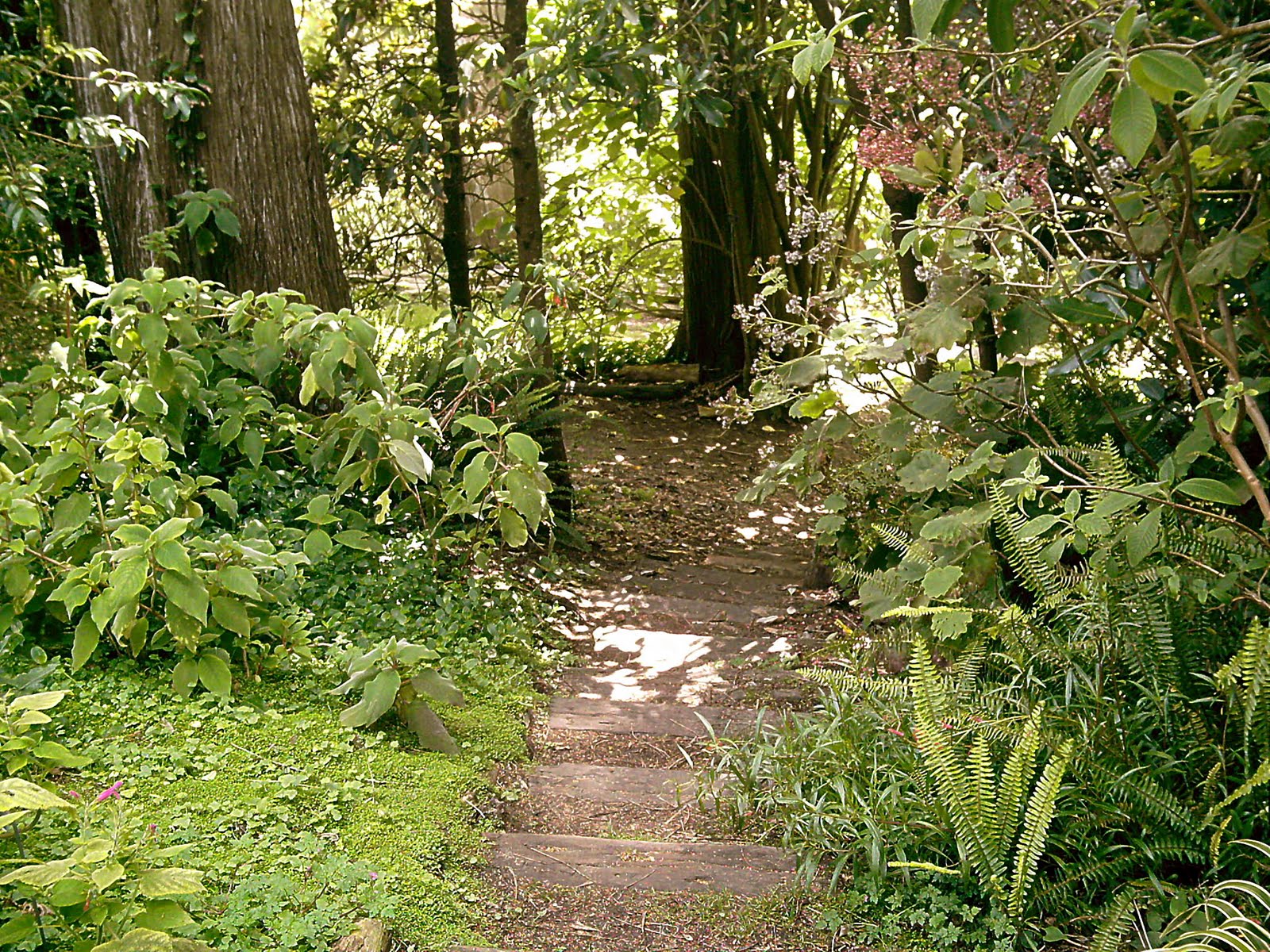 Lush Green Pathways @ The Botanical Gardens