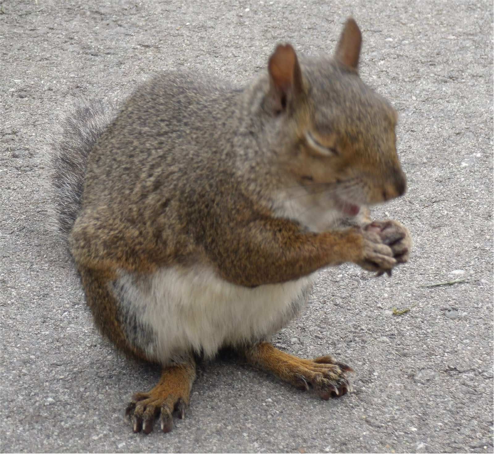 Camera Critters Saturday - Have You Ever Seen A Squirrel Smile?