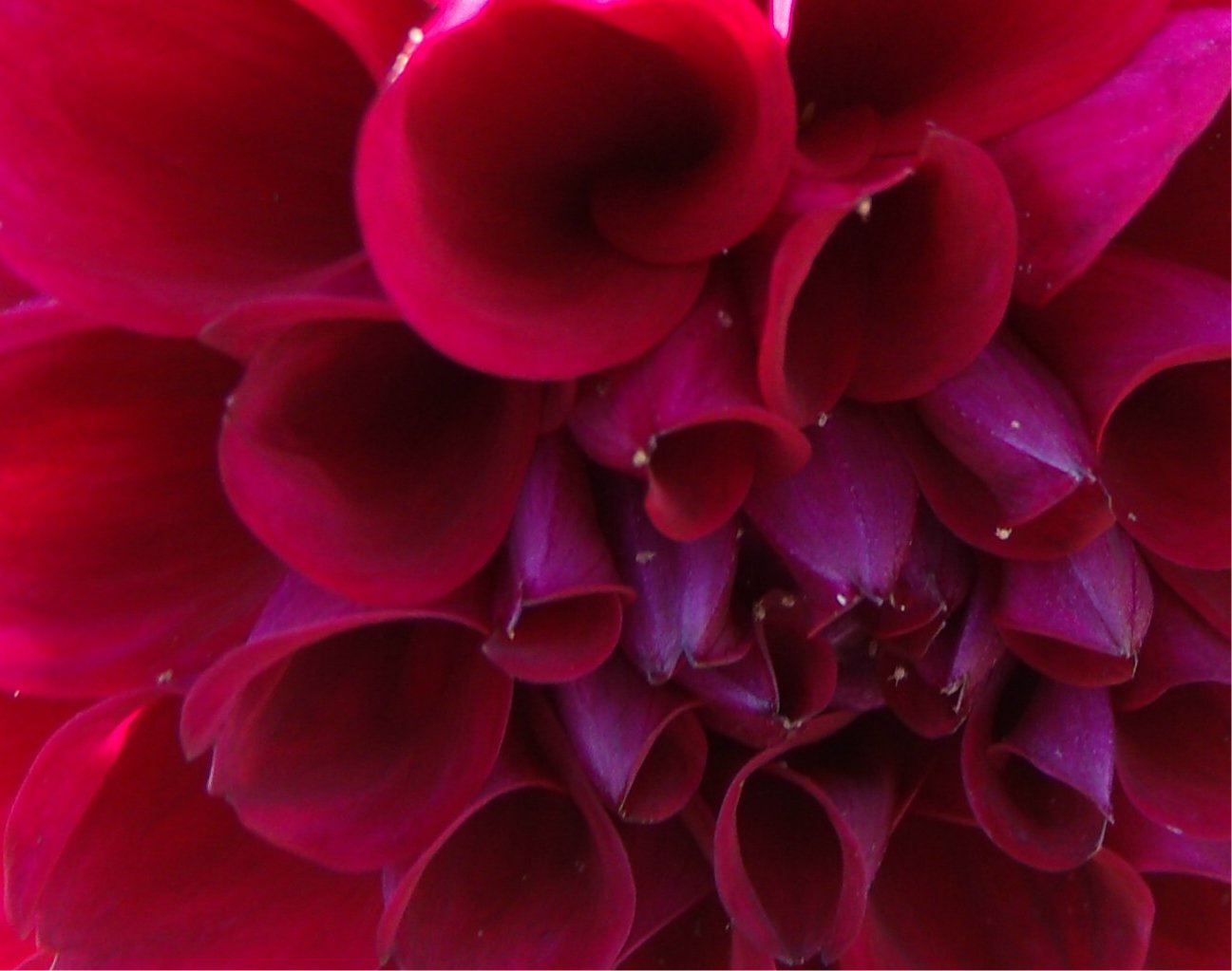 Ruby Tuesday - Flowers