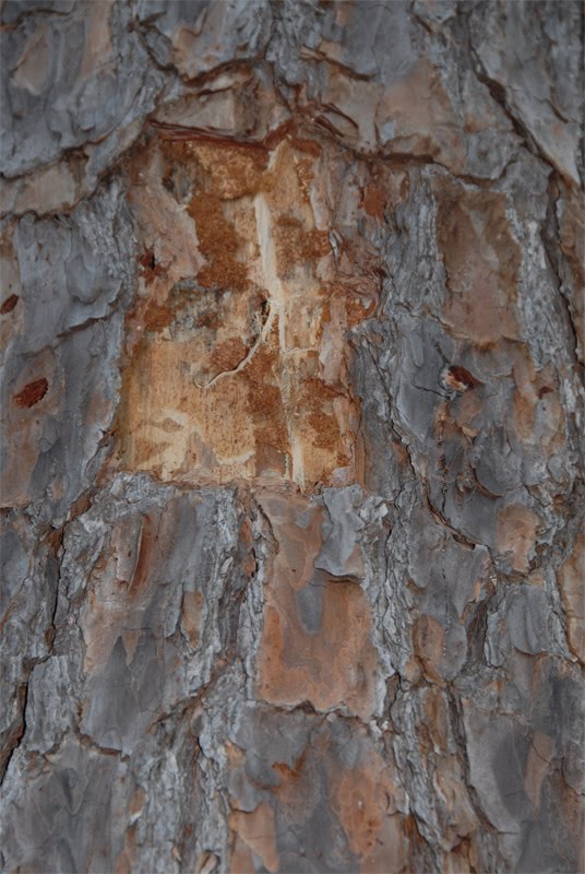 My Tall Tales: The Last Hurrah ~ Retired my Spurs