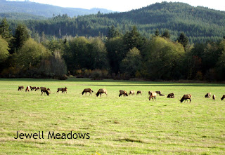 RVing and Travels...Adventures with Suzanne and Brad: Jewell Meadows ...