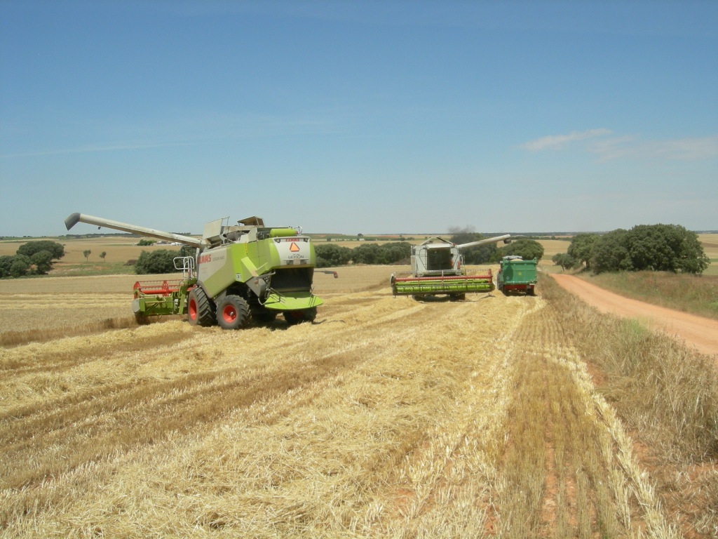 Harvesting barley
