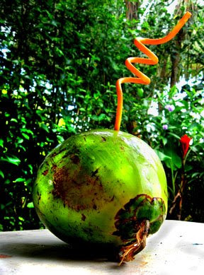 How do you say "Coconut is so good." in Spanish? | SpanishDictionary ...