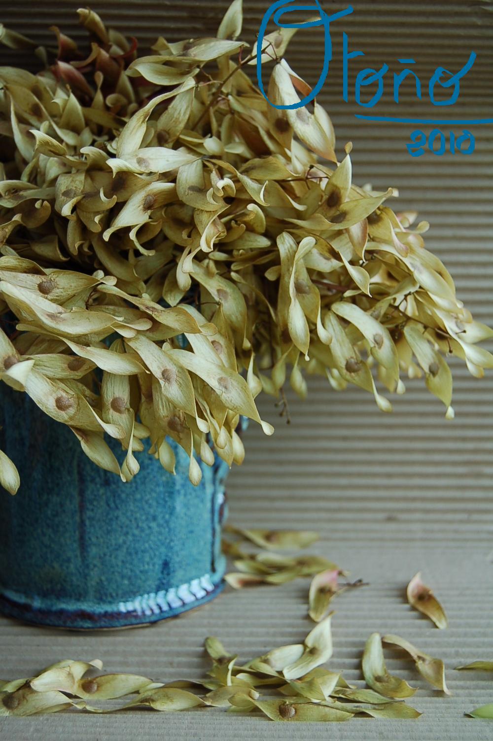 mingonolas de fruti fruti...: EL PASTILLO, dulce del Somontano