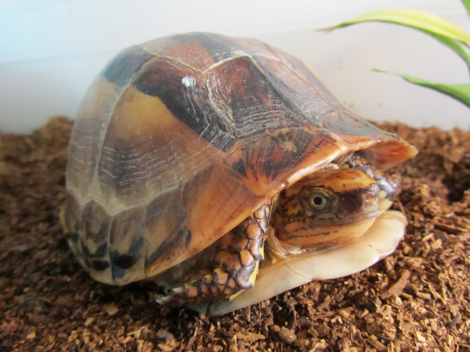 布氏花背箱龜【Cistoclemmys Bourreti】02.2011