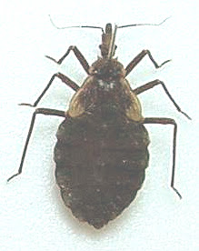 Chinche de chagas: Chinche de chagas