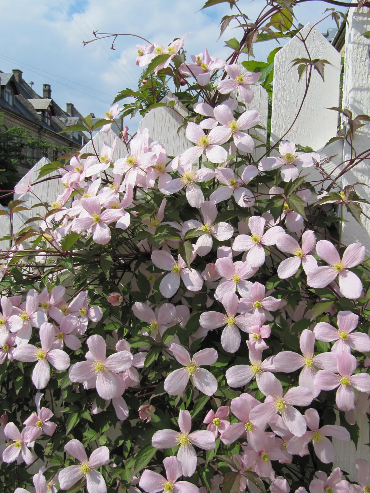 Minha casa, meu castelo: Clematis... a trepadeira em flor