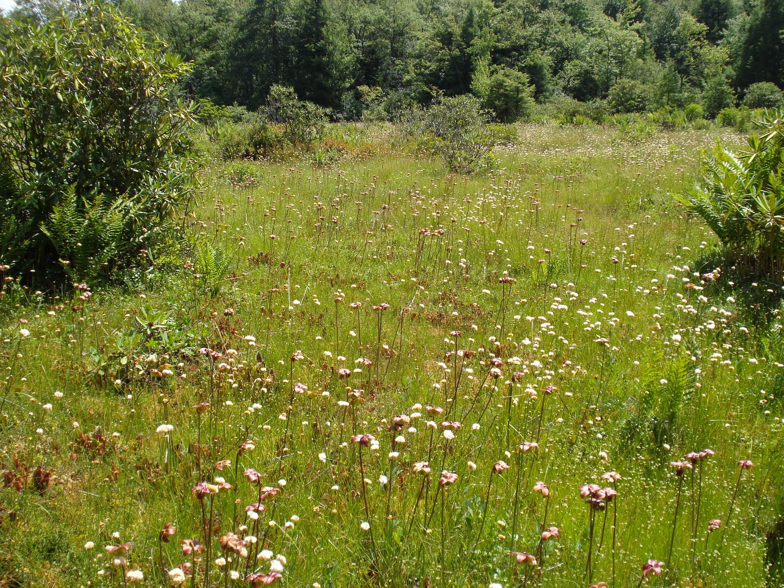 There's a Fungus Among Us: LET'S GO BOG SLOGGIN'