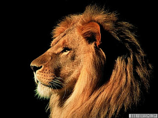 irmadepaolis: Felini. il leone