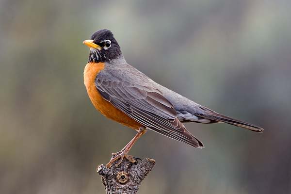 Birds: American Robin