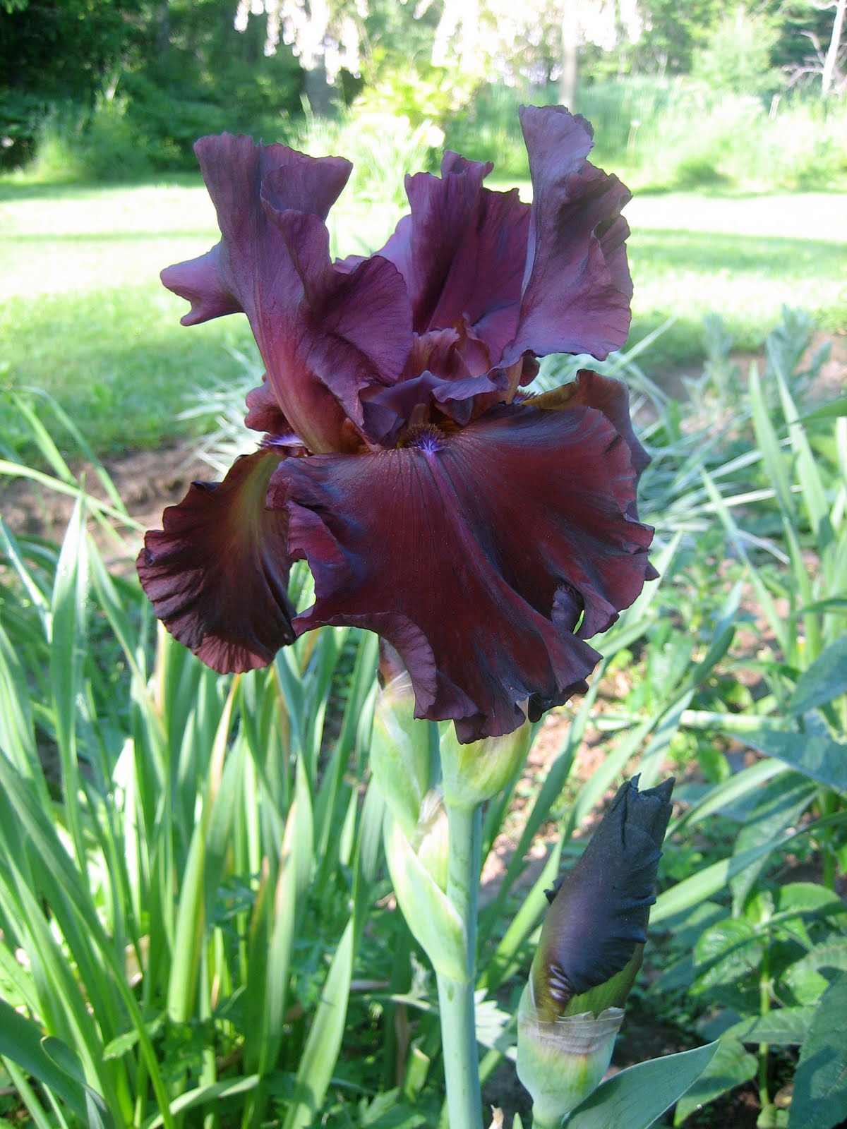 The Cornwallville Gardens: Freak Out Plant: Iris 'red hawk'