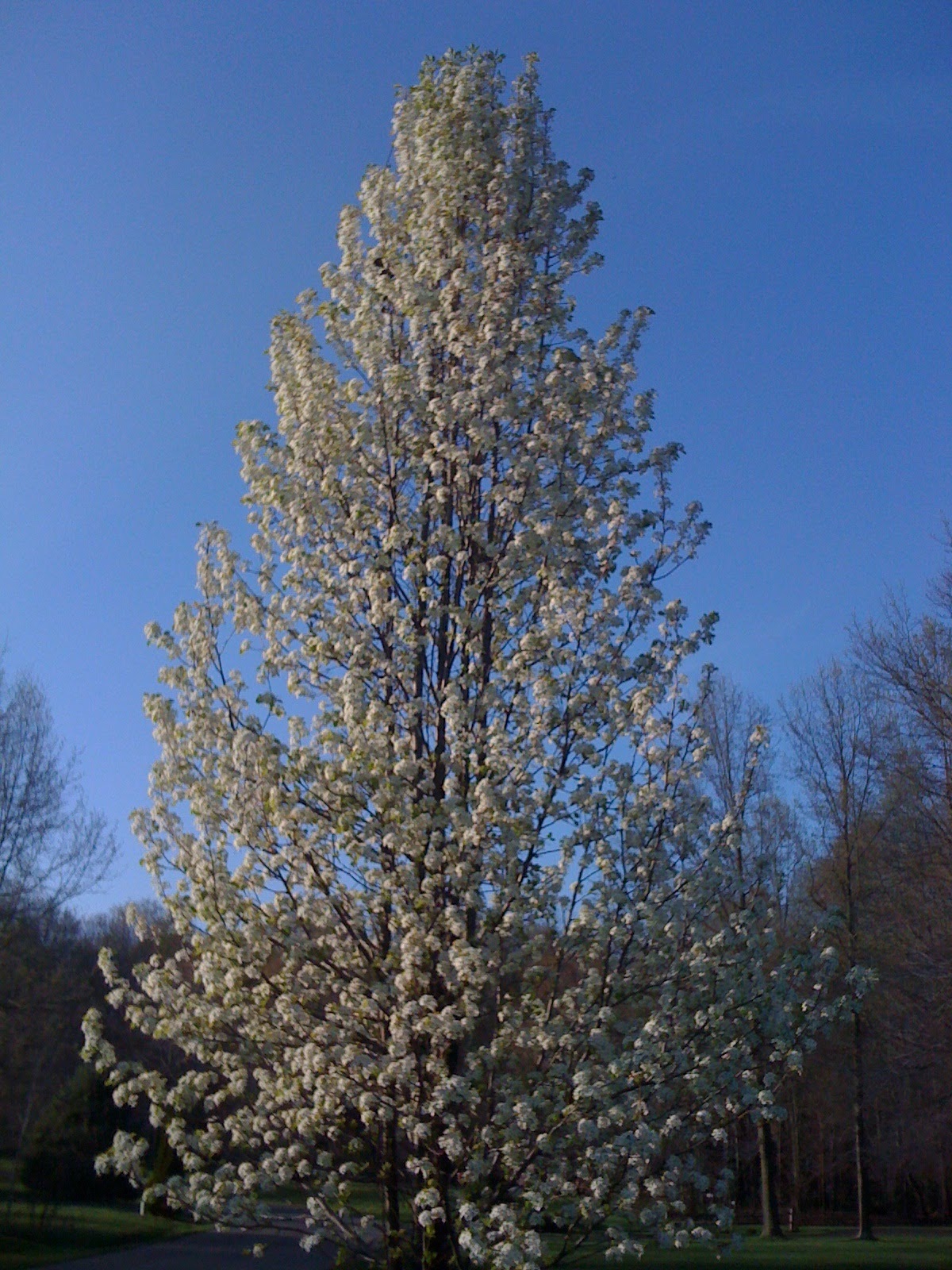 gardeningmercies: Beauty and the Pear Tree