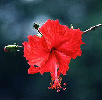 Faith To Heaven: Khasiat Bunga Raya (Hibiscus rosa-sinensis)
