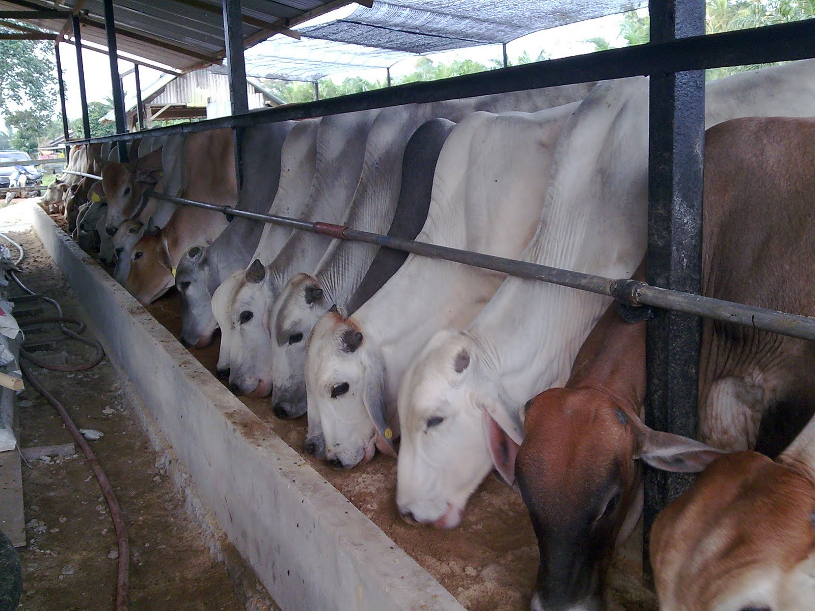 BEKALAN LEMBU KORBAN / DAGING SEGAR