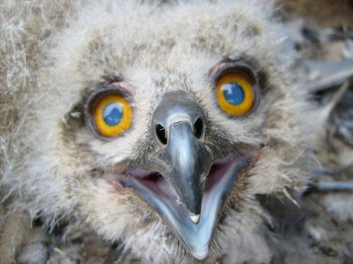 Here Comes The Sun: Eagle Owl