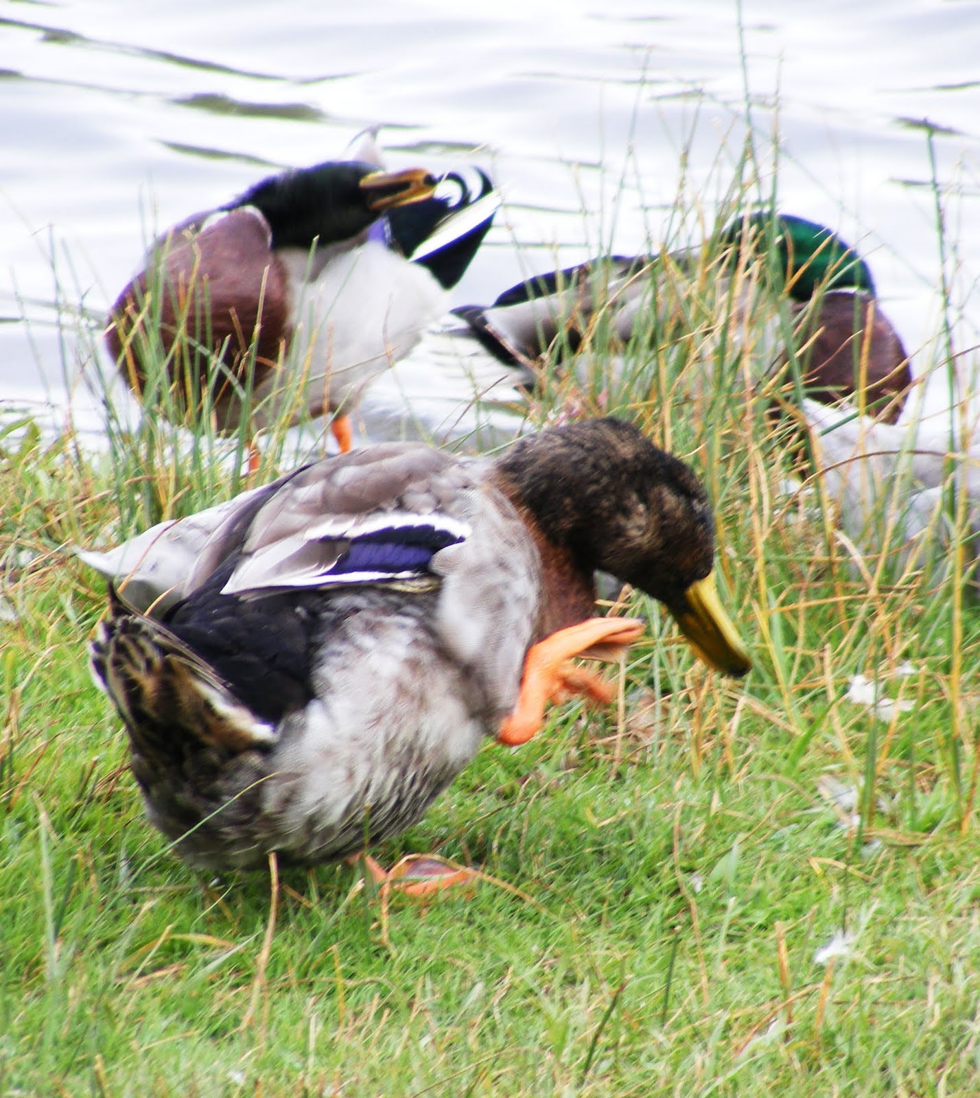 Through My Eye: "Down by the River"