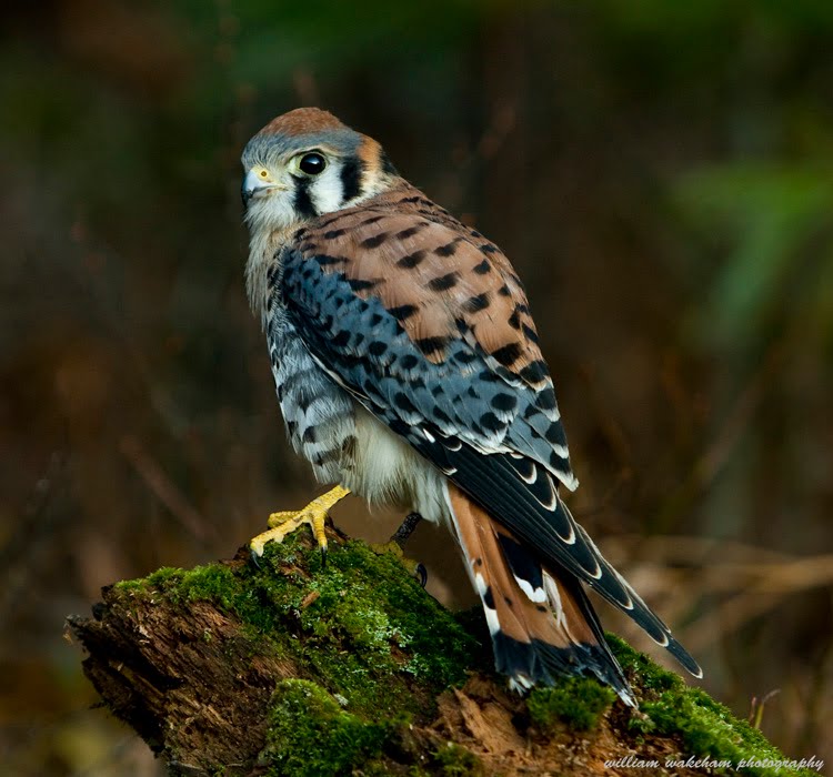 Raymond Barlow Photography: November 2009