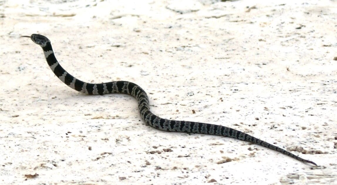 Fauna e Flora da Mata Atlântica: Cobra jararaca