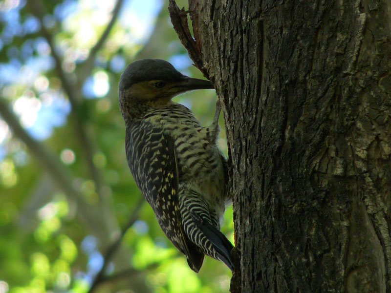 Aves de Bariloche: Pitío (Colaptes pitius)
