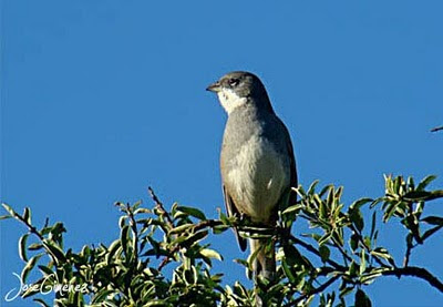 Aves de Bariloche: Diuca (Diuca diuca)