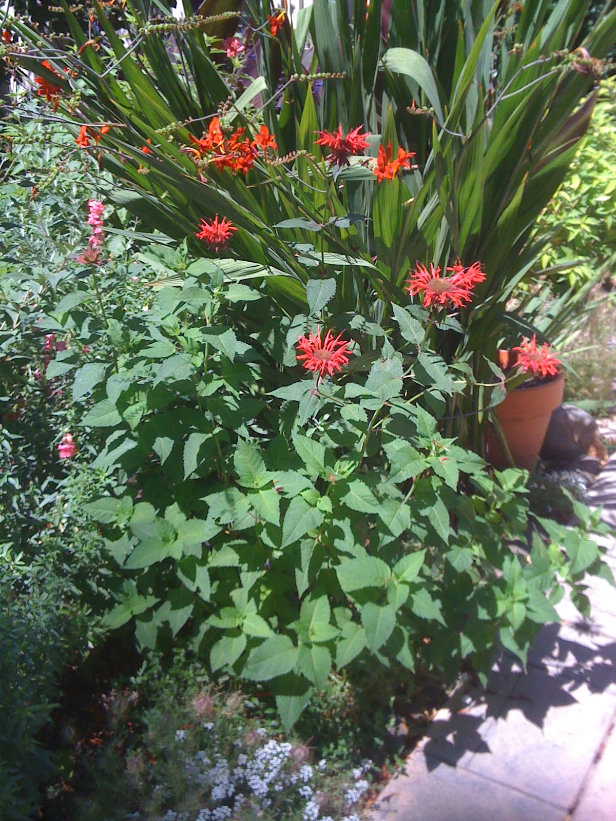 Geno's Garden Design & Coaching | : About Town with Geno's Garden: a ...