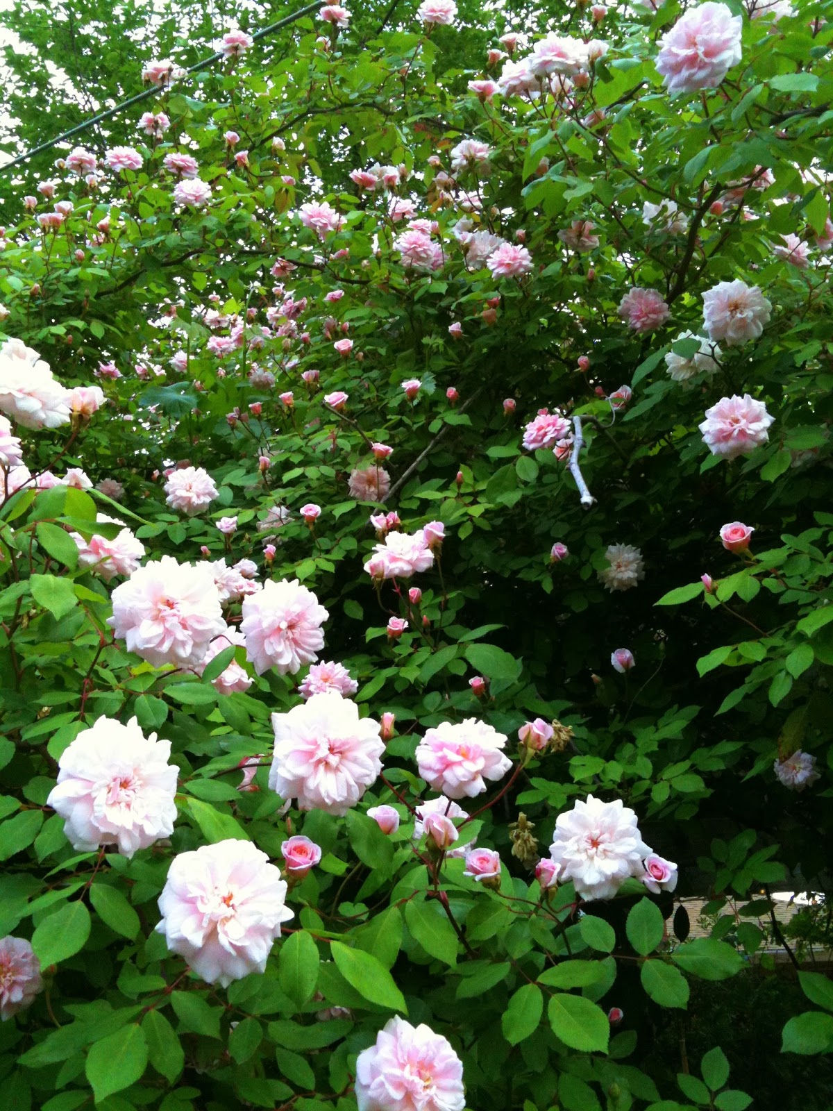 Geno's Garden Design & Coaching | : Roses in the Sacramento Valley - Part 3