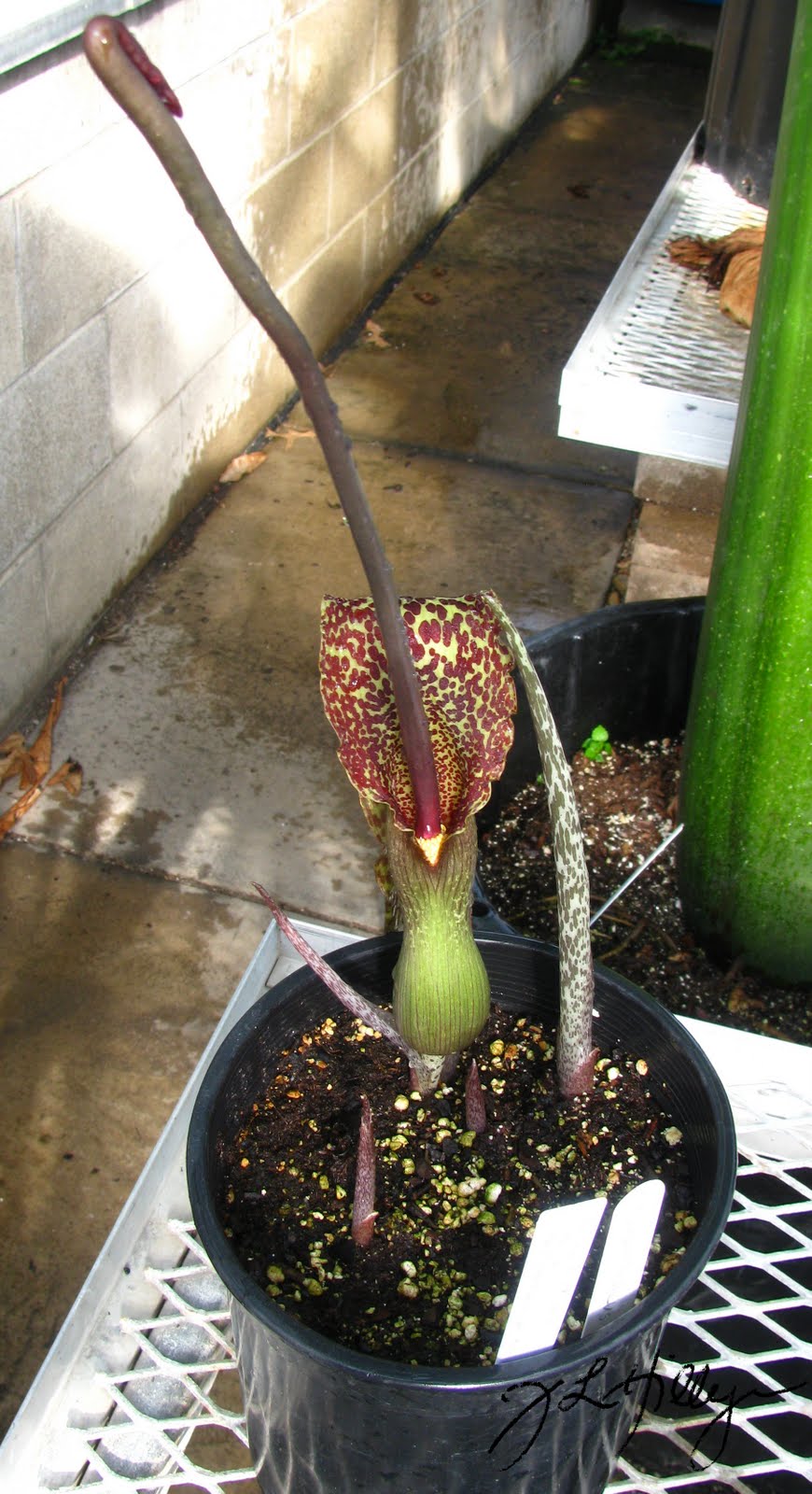 WIU Botany Greenhouse: Voodoo Lily in Bloom