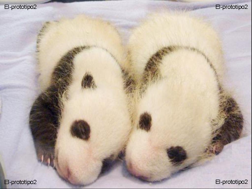 Osos bebés - Imagui