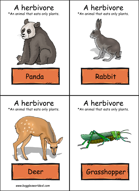 Una Maleta de Colores: ANIMAL WORKSHEETS