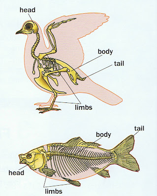 Science - Hernan Cortes School - Talavera de la Reina: VERTEBRATES