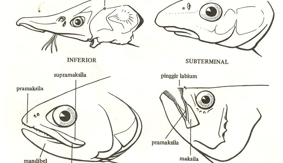 ViSiON of eArTH: Ikan Hiasan 1 (Pemilihan spesies mengikut corak pemakanan)