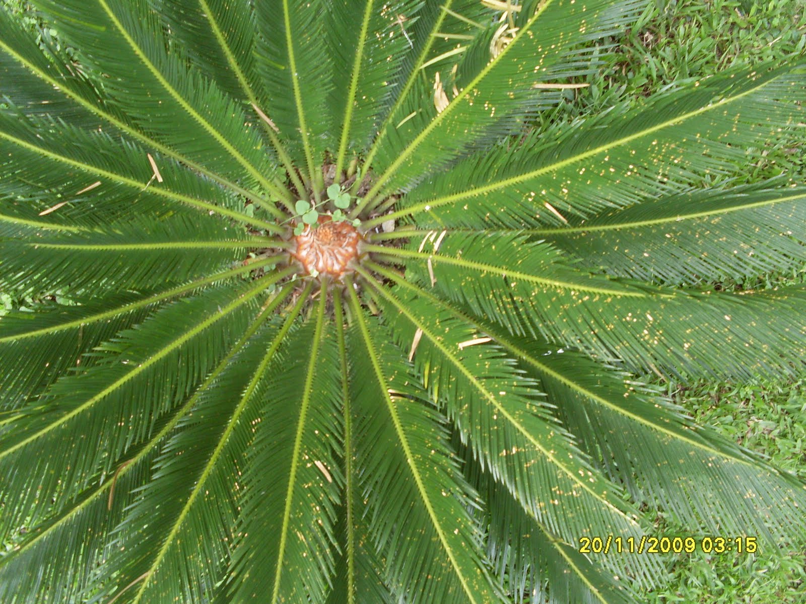 PALMERA