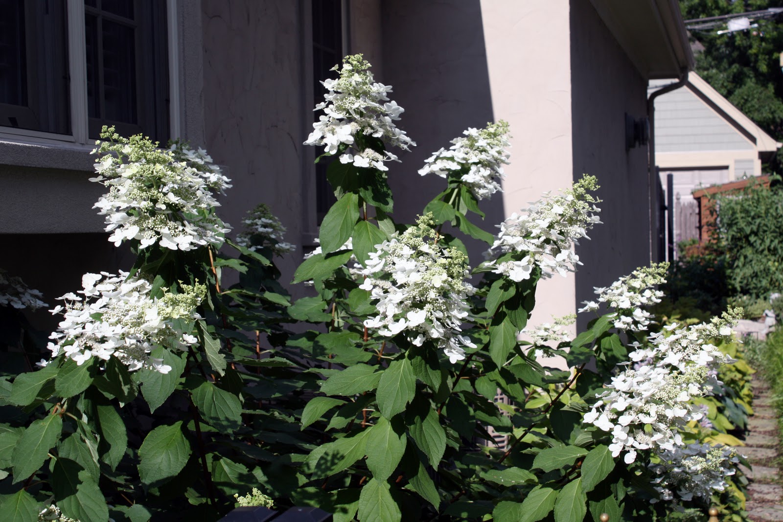 Gatsbys Gardens: The Most Impressive Hydrangeas