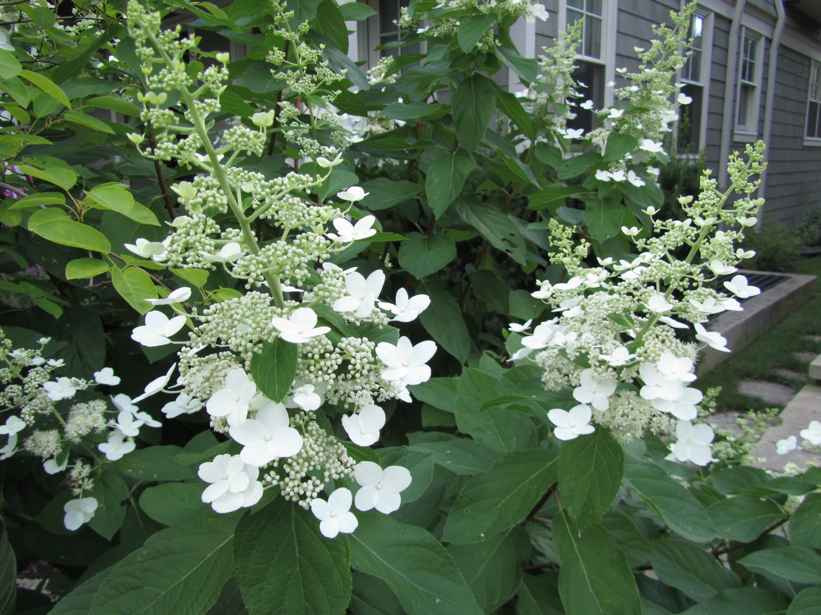 Gatsbys Gardens: The Most Impressive Hydrangeas