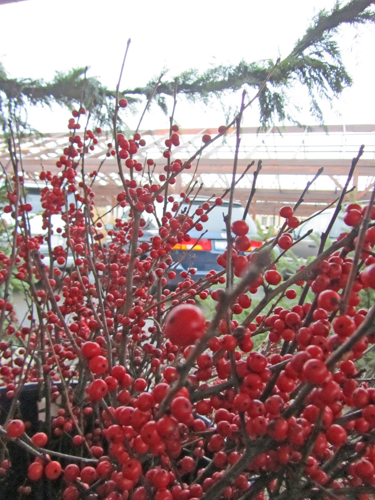 Gatsbys Gardens: Nov 17, 2010