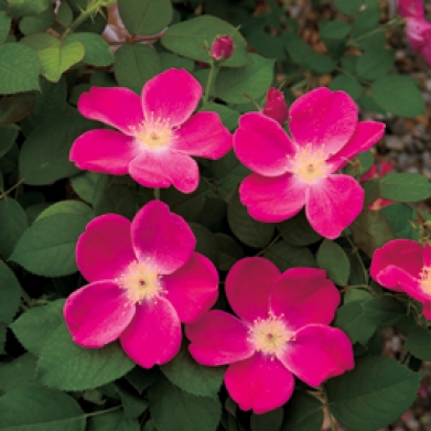 Gatsbys Gardens: Proven Winners Home Run Rose