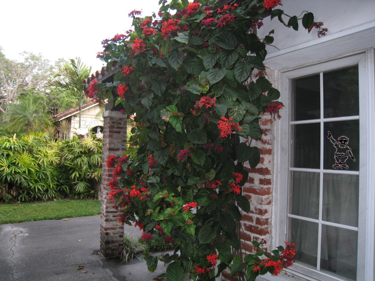 tog of coral gables dailyphoto: Three Relatively Rare Tropical Vines