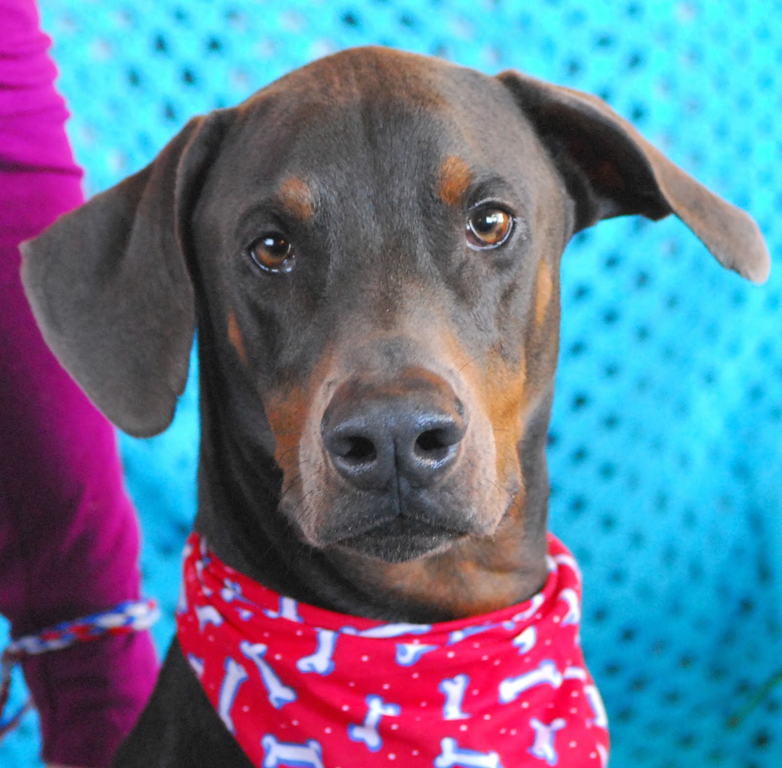 Blue Doberman Pinschers like me require more skin care.