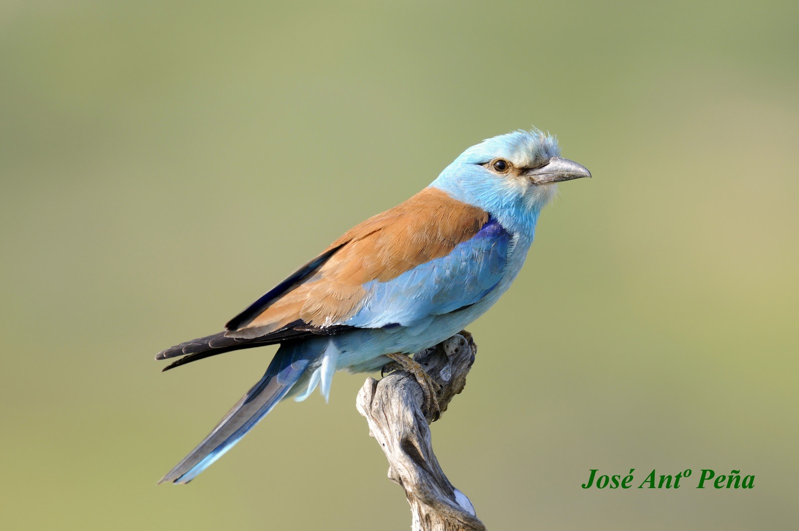 el blog del profe: Carraca