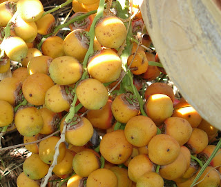 Blue Starr Gallery: Jelly Palm