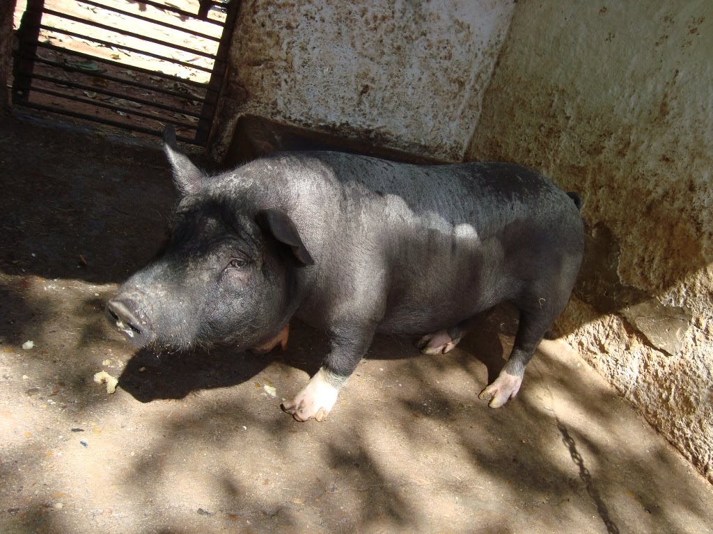 Mini porcos: Venda de mini porcos