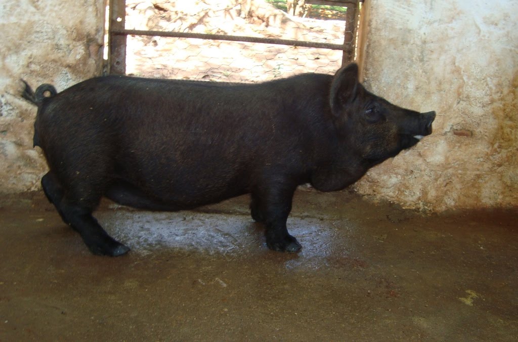 Mini porcos: Venda de mini porcos