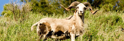 The Rasch Outdoor Chronicles: Hunting Corsican Sheep: Tips and Techniques
