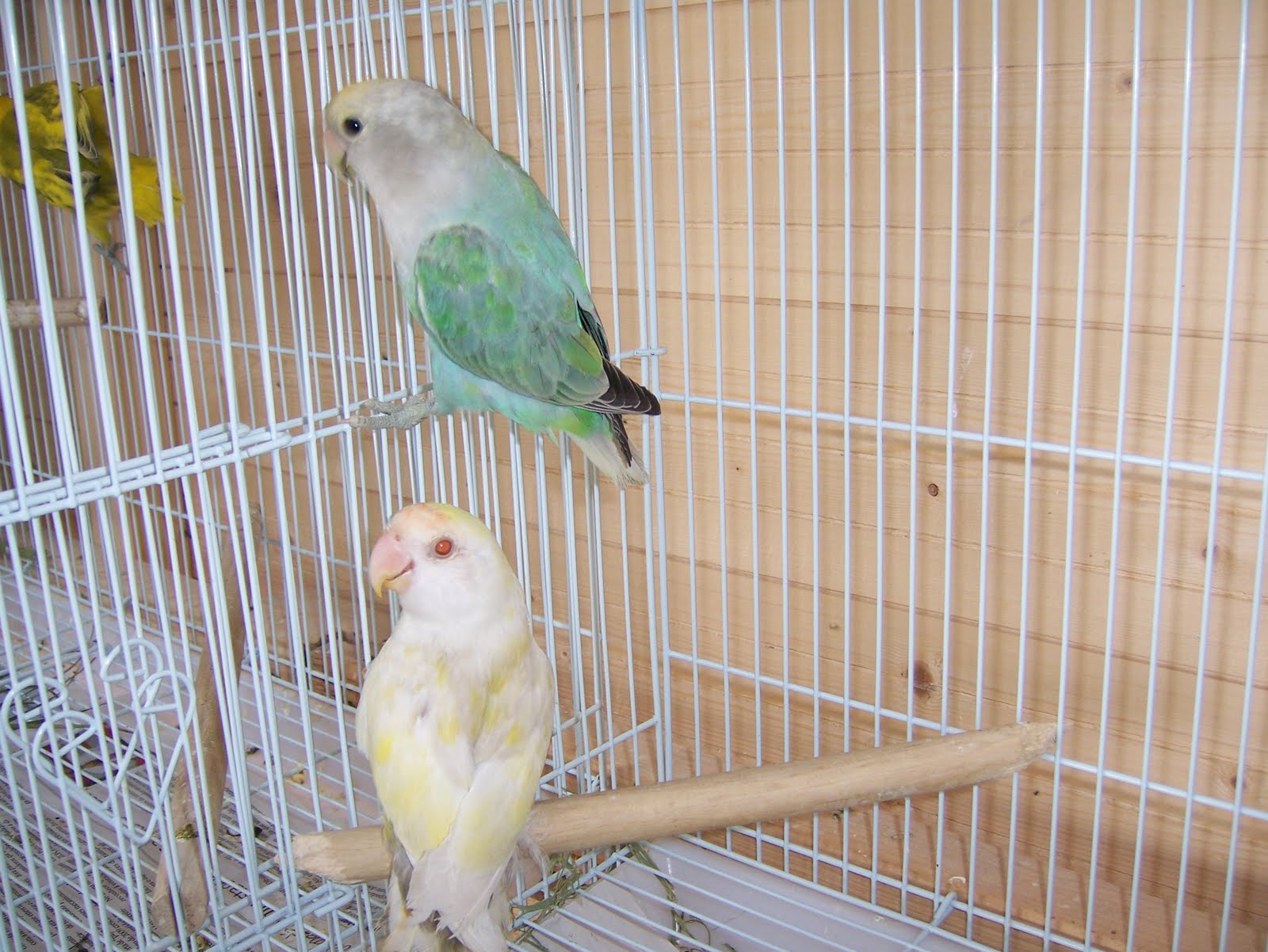 Paraiso dos Agapornis: Agapornis Roseicollis