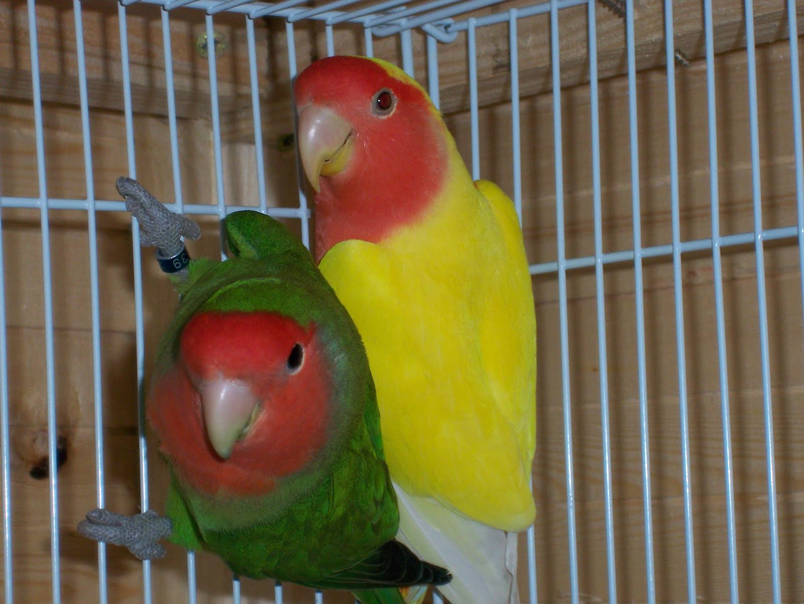 Paraiso dos Agapornis: Agapornis Roseicollis