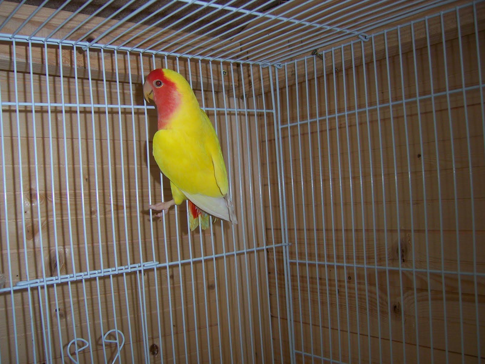 Paraiso dos Agapornis: Agapornis Roseicollis