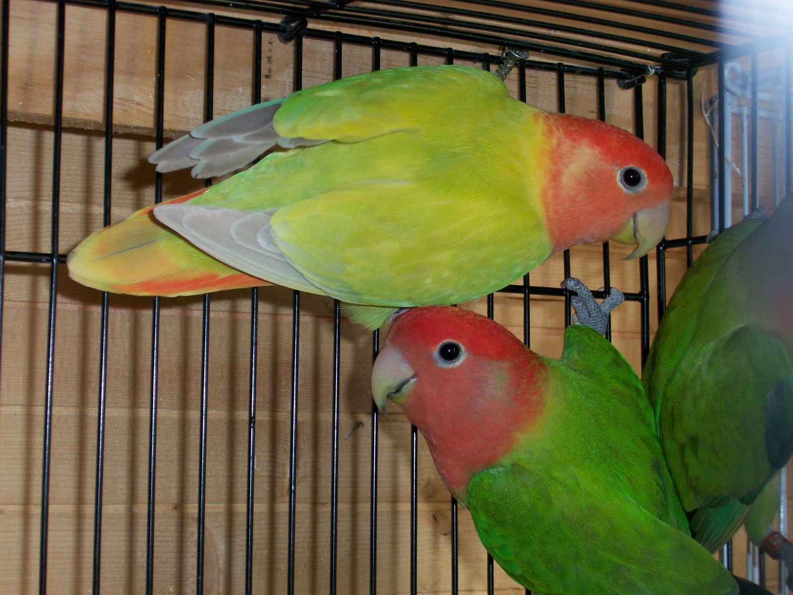 Paraiso dos Agapornis: Agapornis Roseicollis