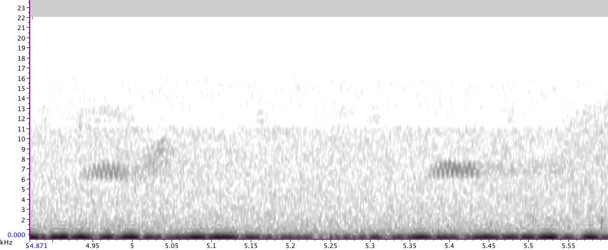 Birds In Flight Project