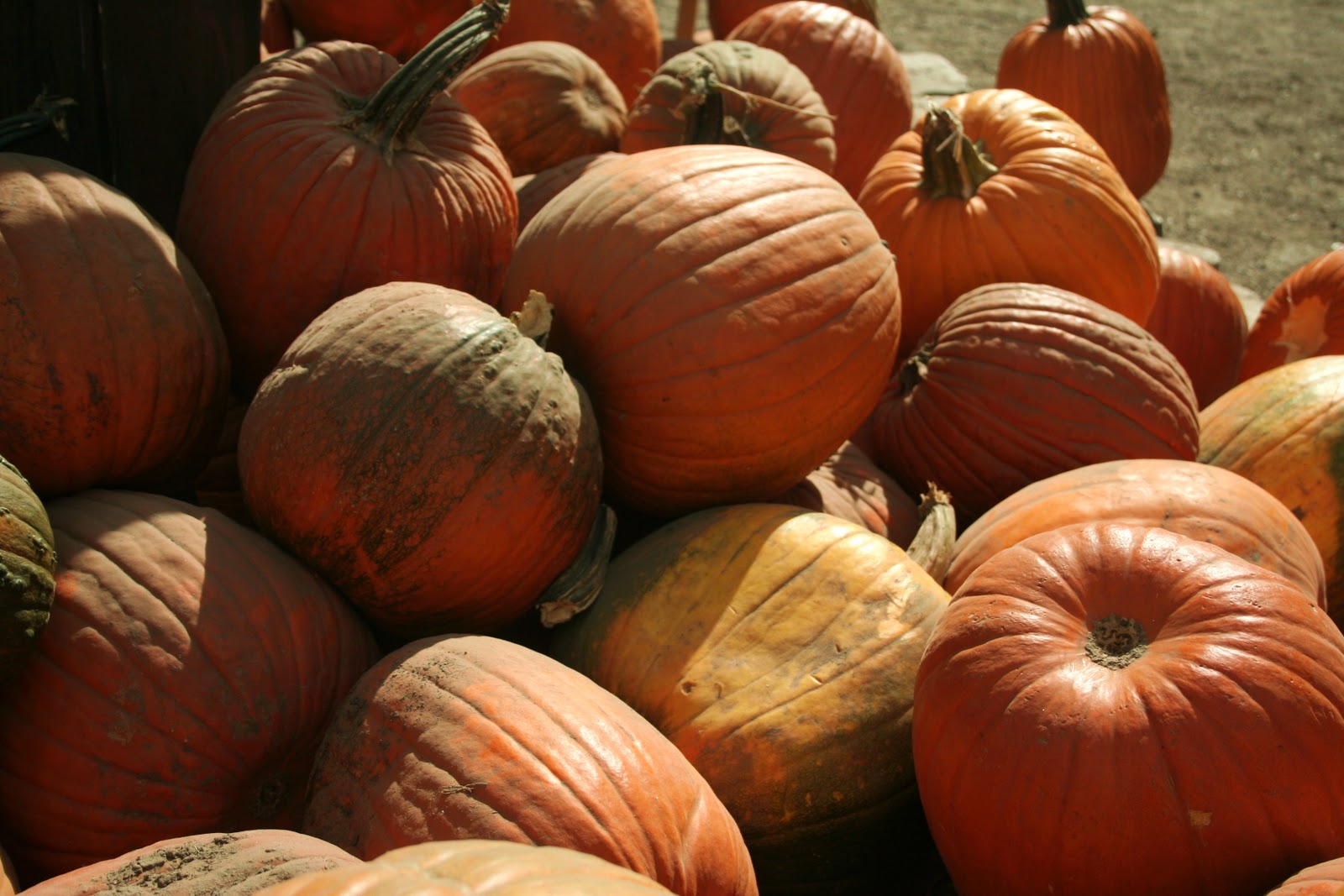 CAE: Vala's Pumpkin Patch (Gretna, Nebraska)