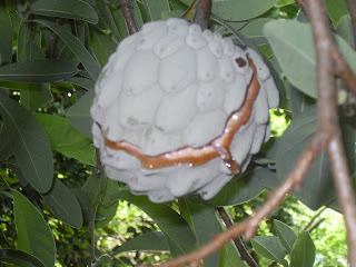 Educativo.com.mx: El Papause de San Francisco Ixhuatán, Oaxaca, México